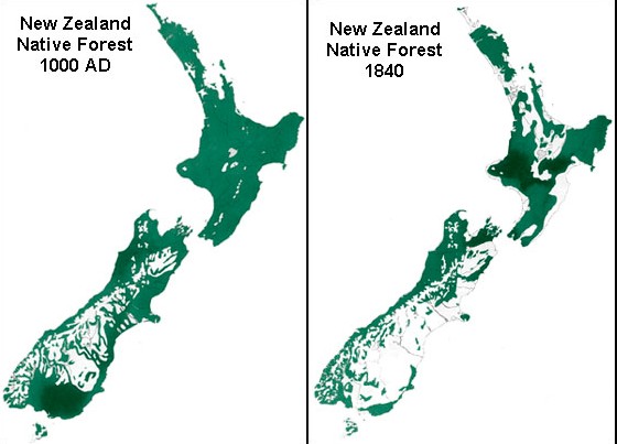 Vanishing forests: pre-European transformation of the South Island ...