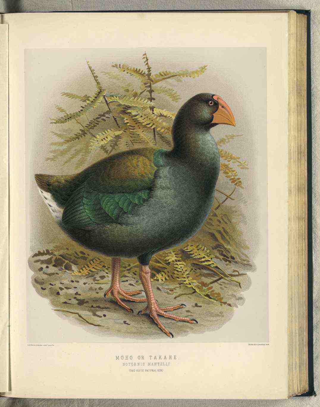 Back from extinction – the Takahe – envirohistory NZ
