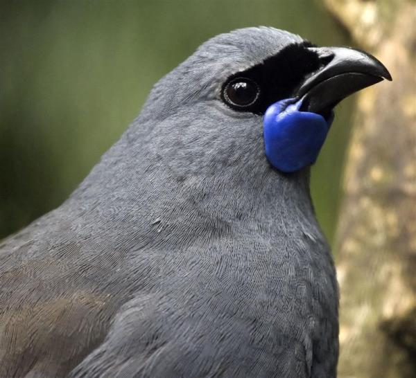 kokako – envirohistory NZ