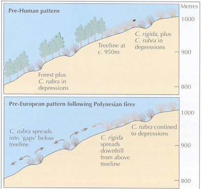 pre-human & pre-euro vegetation – envirohistory NZ
