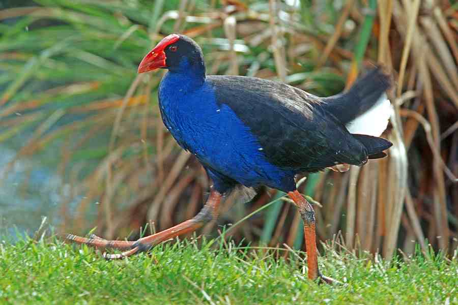 pukeko – envirohistory NZ