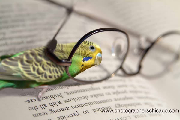 bird-reading – envirohistory NZ