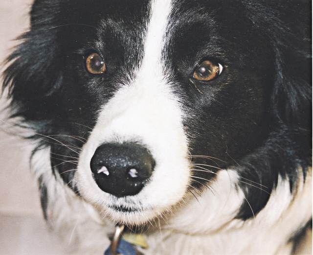 An ode to Harriet – envirohistory NZ