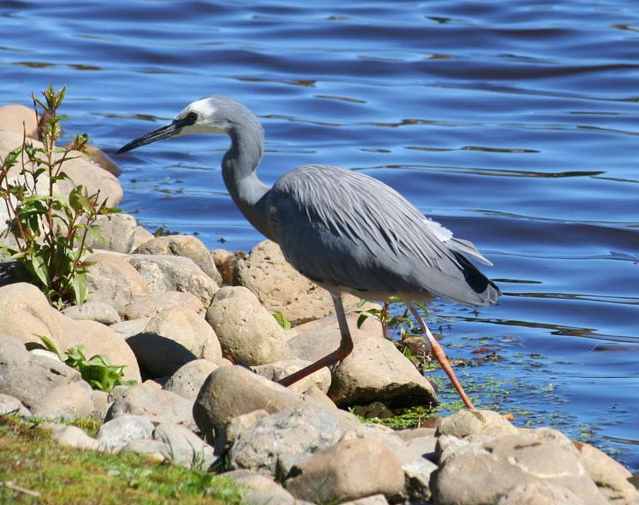 Waterstone heron_Bev Cooper – envirohistory NZ