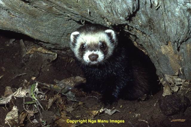 Why were stoats and ferrets introduced to New Zealand? – envirohistory NZ