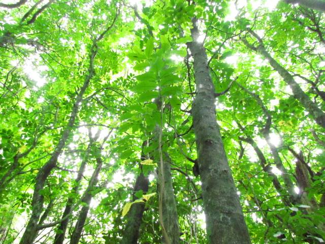 skyward view of kohekohe grove – envirohistory NZ