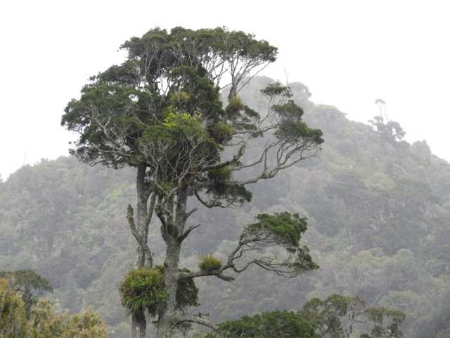 Views of Kapiti 4: Maungakotukutuku Valley – envirohistory NZ