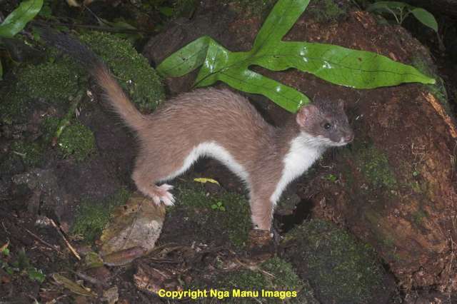Map Of Ferrets In New Zealand