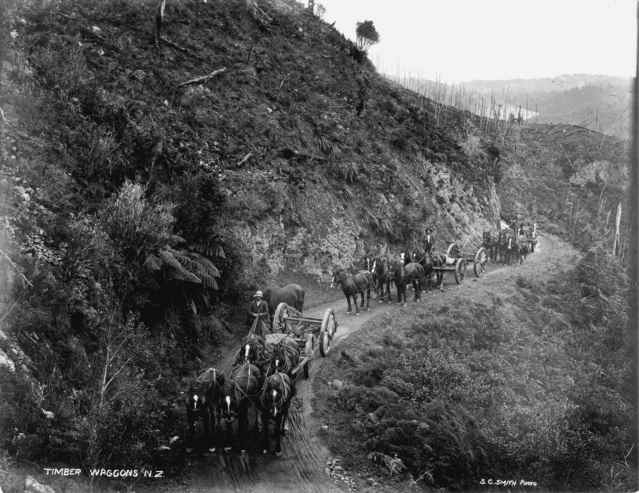Akatarawa Valley – last refuge of the huia – envirohistory NZ