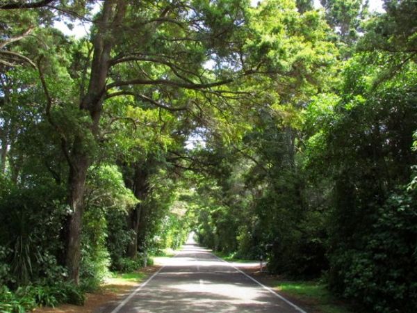 “Totara Reserve” tree tunnel – envirohistory NZ