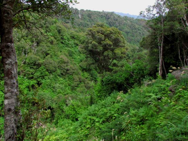 Akatarawa Valley – last refuge of the huia – envirohistory NZ