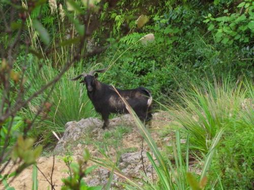 Akatarawa Valley – last refuge of the huia – envirohistory NZ