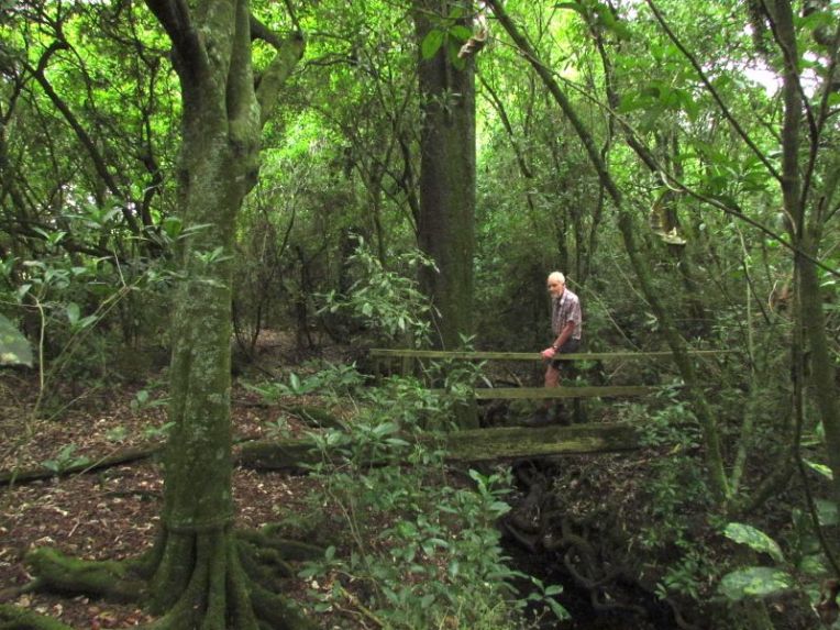 Dear’s Bush – a rare relic of Manawatu swamp forest – envirohistory NZ