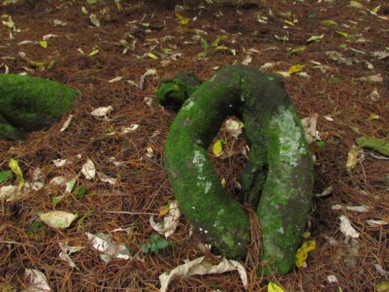 A precious forest remnant of the Taonui basin – envirohistory NZ