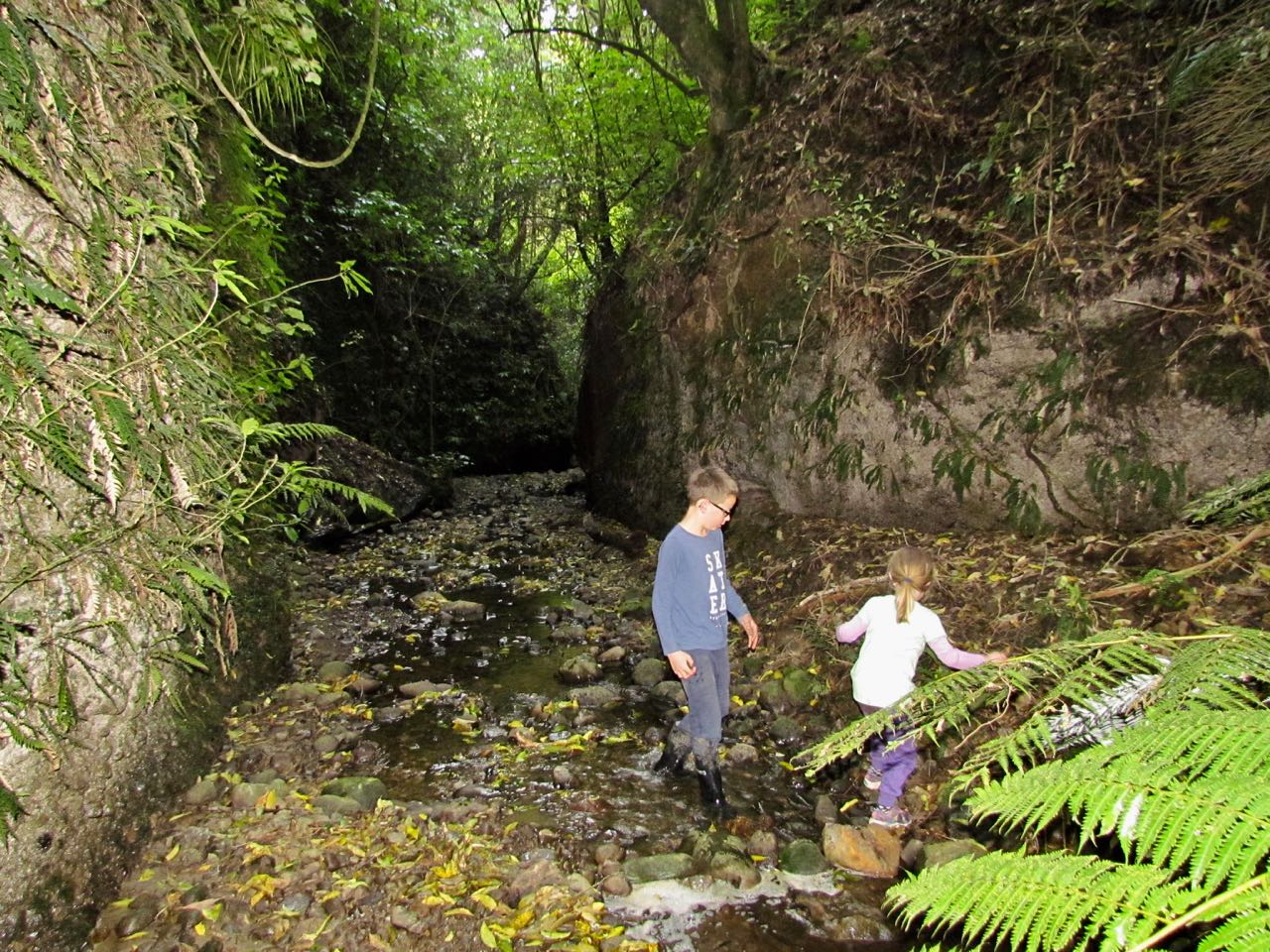 Treasuring our gully ecosystems – envirohistory NZ